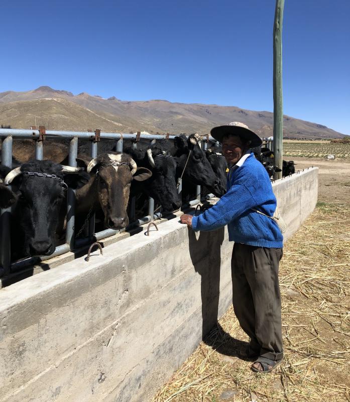 Probiotic feed supplement promotes climate resilient dairy farming in ...