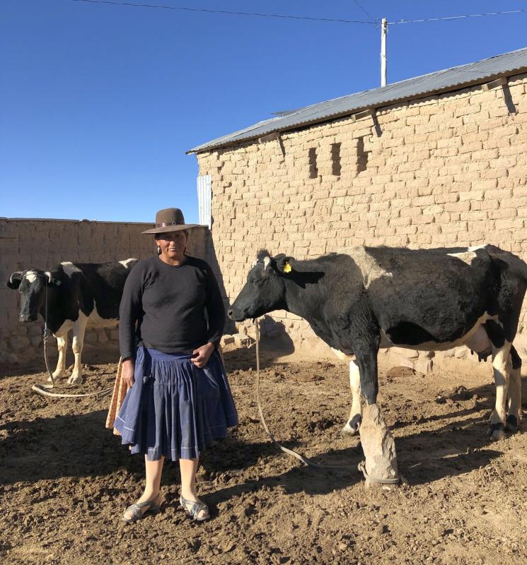 Probiotic feed supplement promotes climate resilient dairy farming in ...