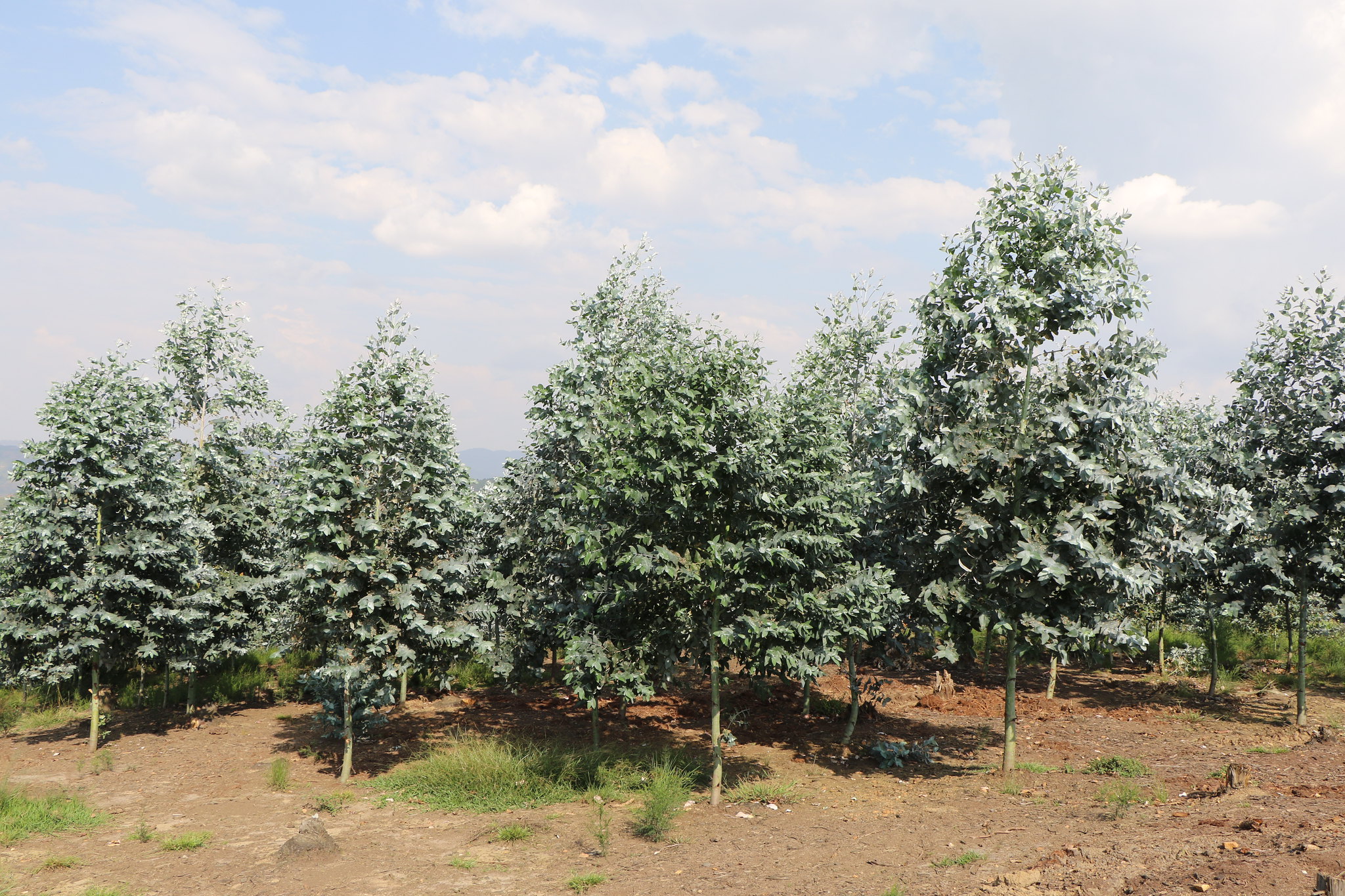 Leaving a legacy of ecosystem restoration and climate resilience in ...